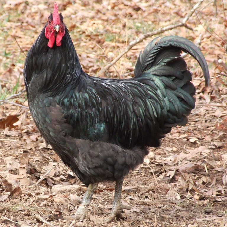 Java Chicken - Breed Profile - Backyard Poultry